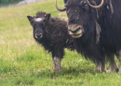 Our Wildlife | Yukon Wildlife Preserve