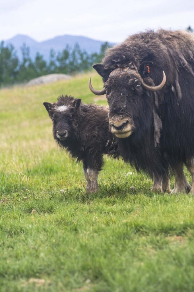 Our Mission - Yukon Wildlife Preserve