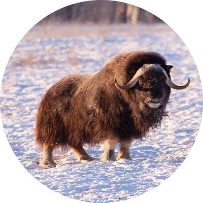 Gifts of the North - Yukon Wildlife Preserve