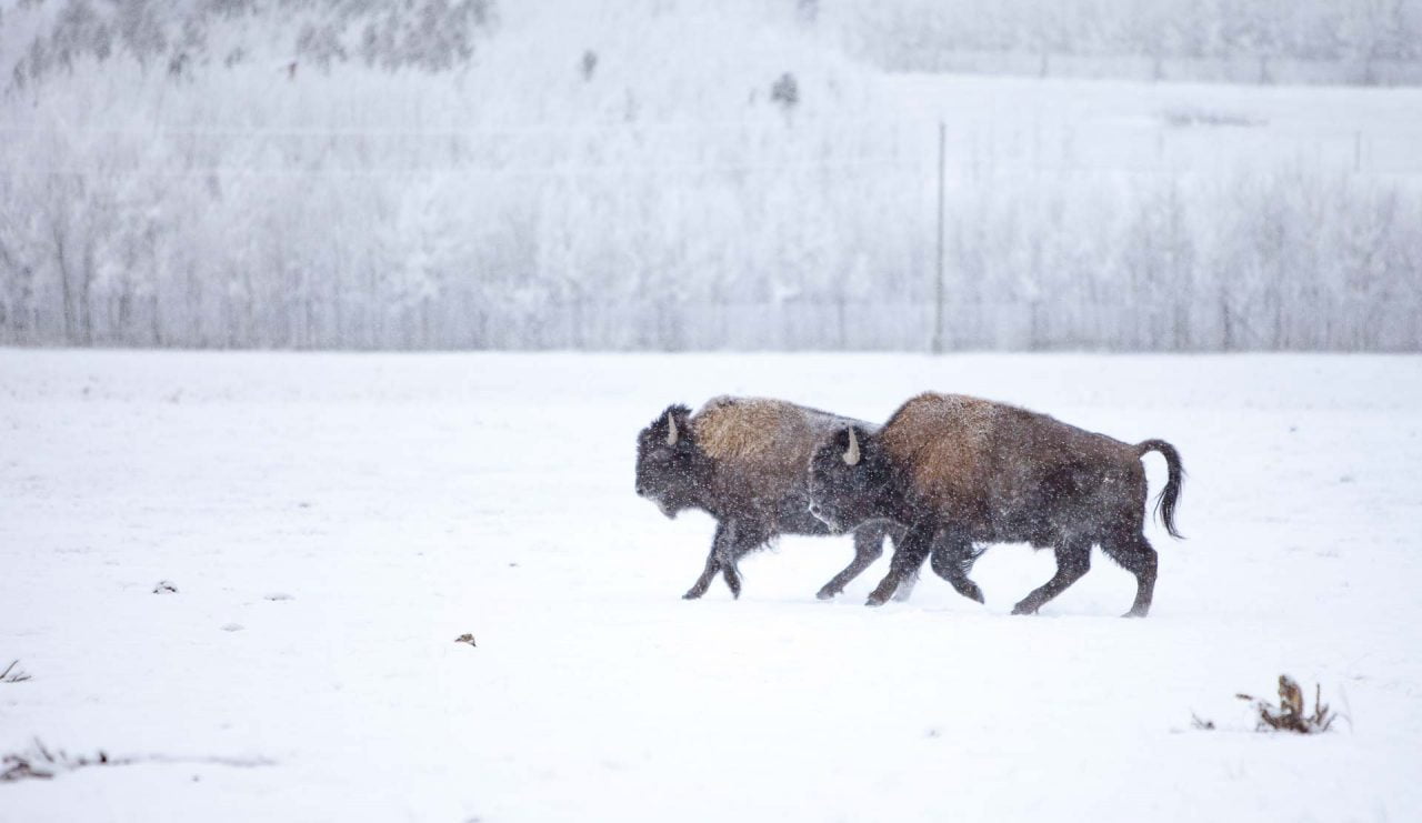 Wandering Wood Bison - Yukon Wildlife Preserve