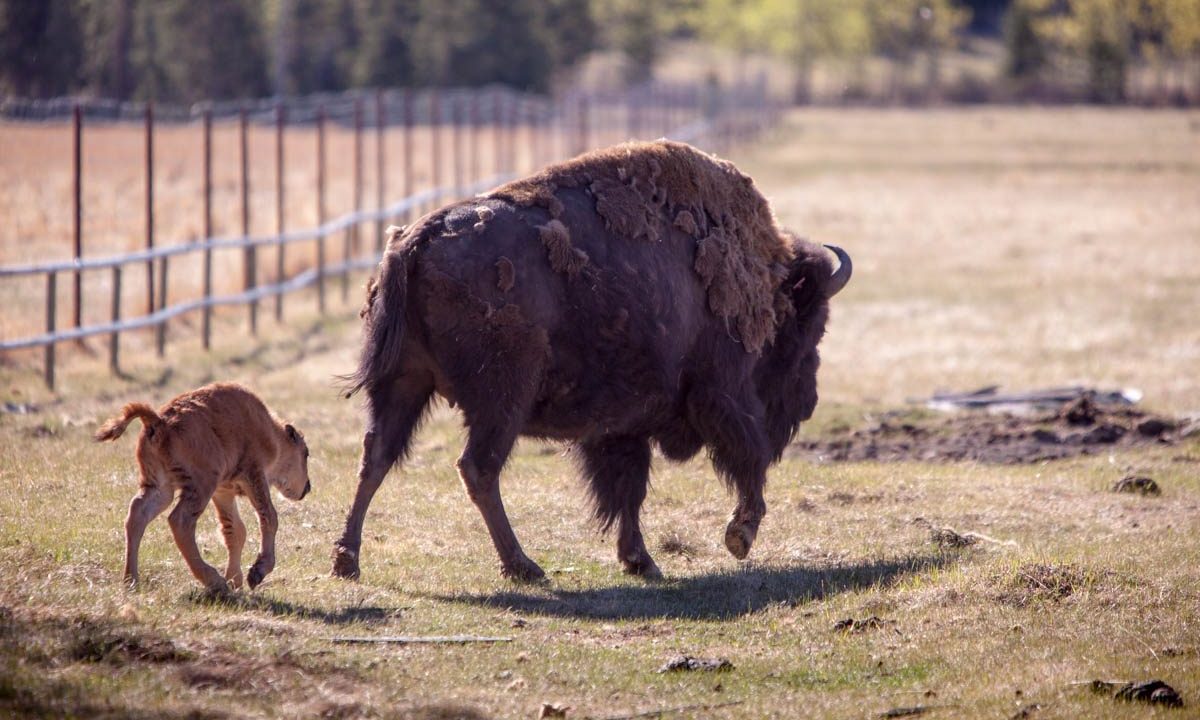First Baby of Spring! - Yukon Wildlife Preserve