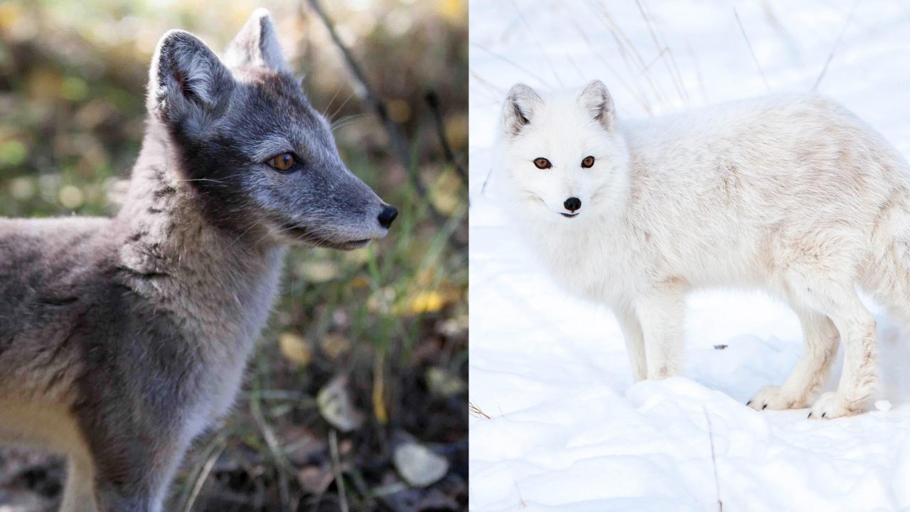 Arctic Fox Adaptations In 360 Video Yukon Wildlife Preserve