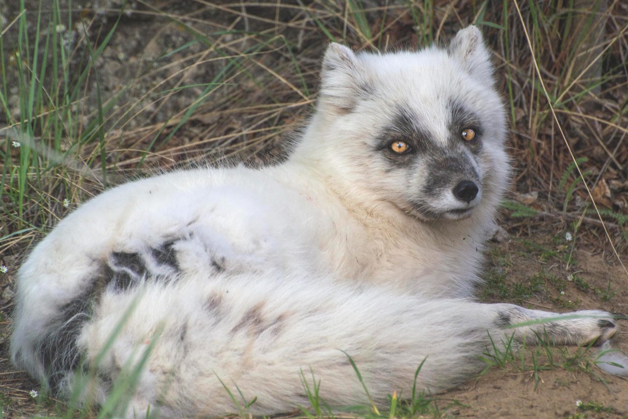 Arctic Fox Adaptations in 360 Video - Yukon Wildlife Preserve