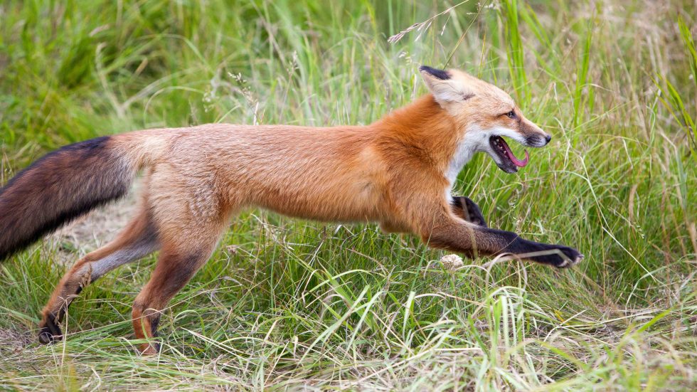 Red Fox - Yukon Wildlife Preserve