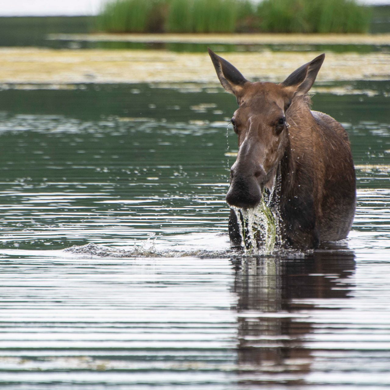 Misunderstood Moose - Yukon Wildlife Preserve