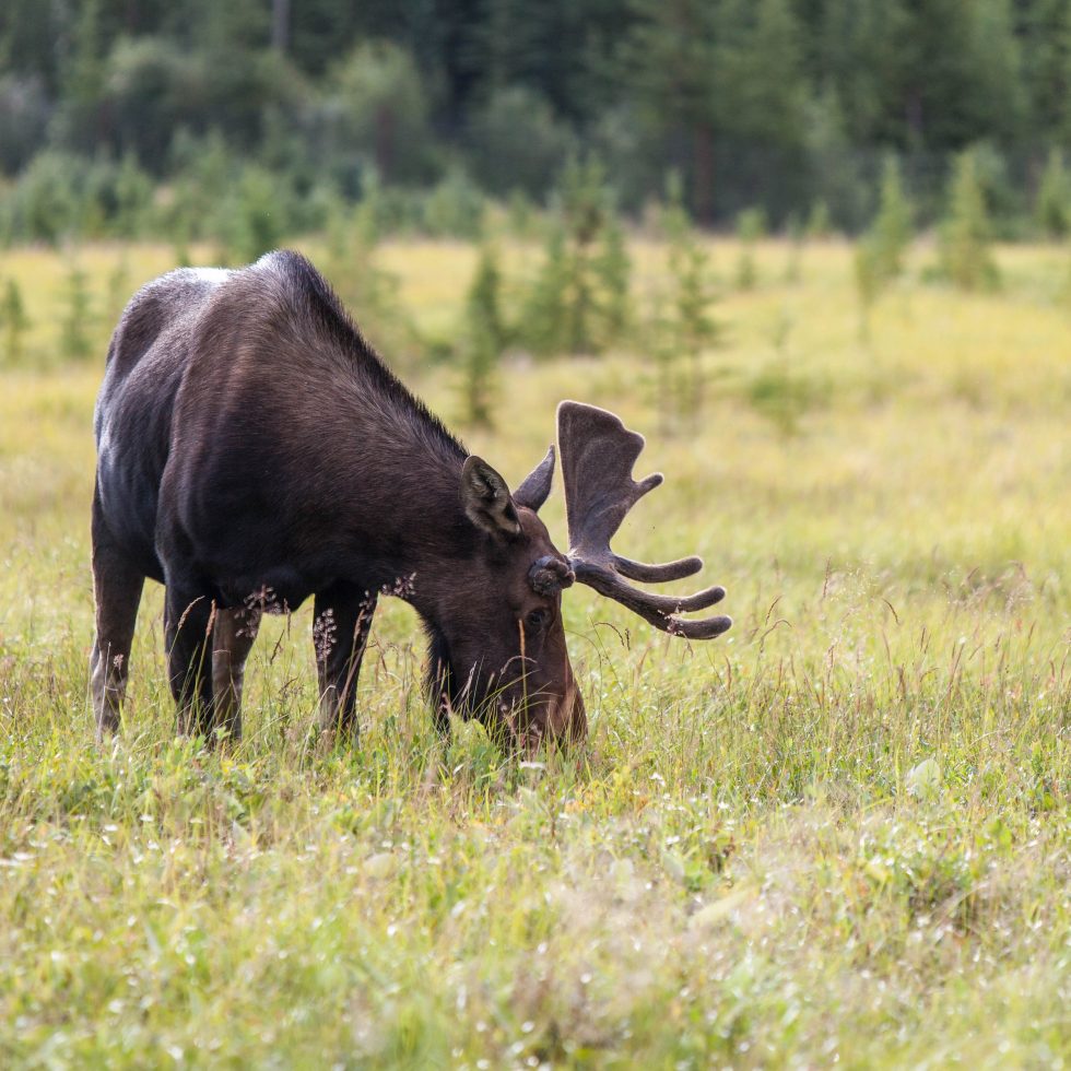 The Antler and Breeding Cycle Featuring Moose - Yukon Wildlife Preserve