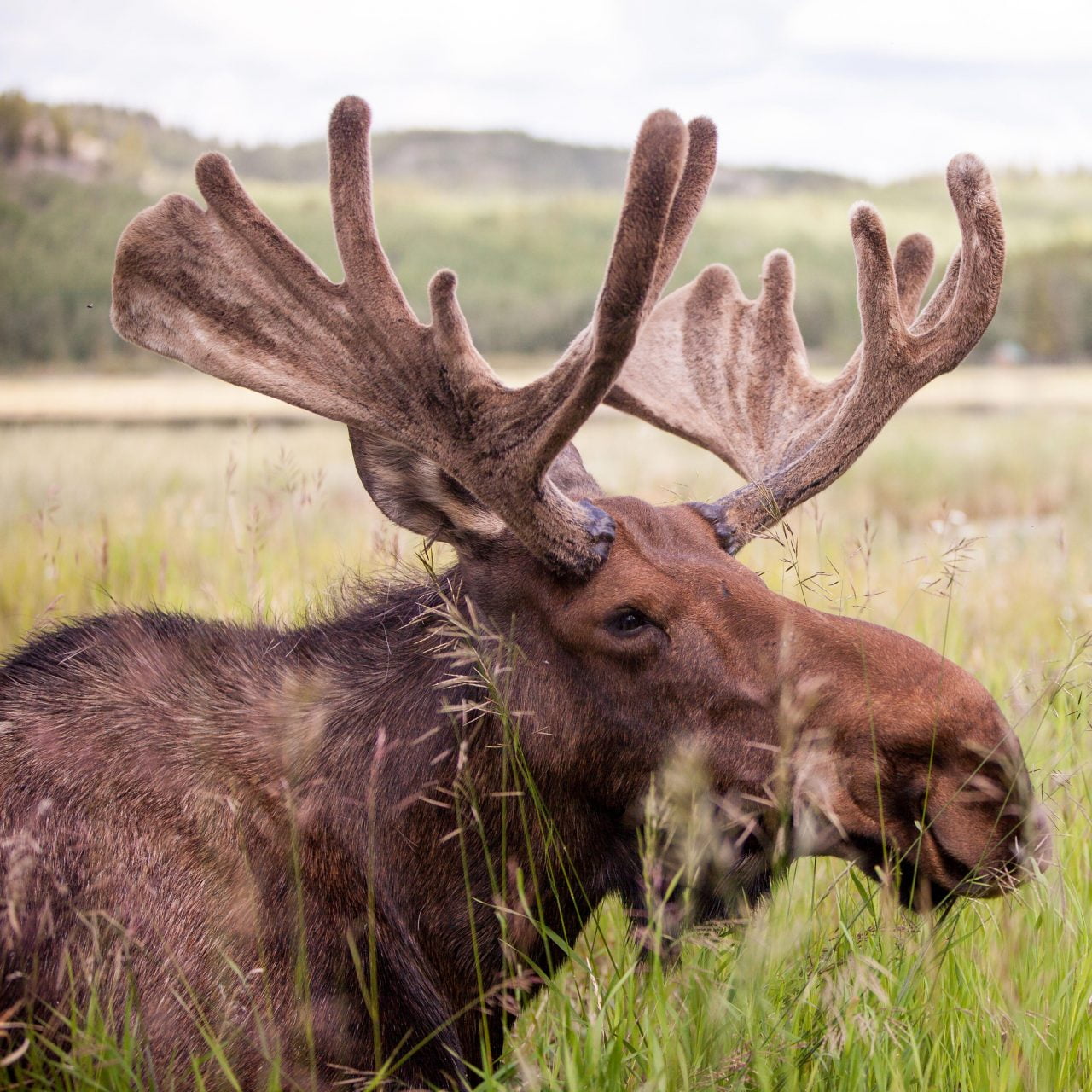 The Antler and Breeding Cycle Featuring Moose - Yukon Wildlife Preserve