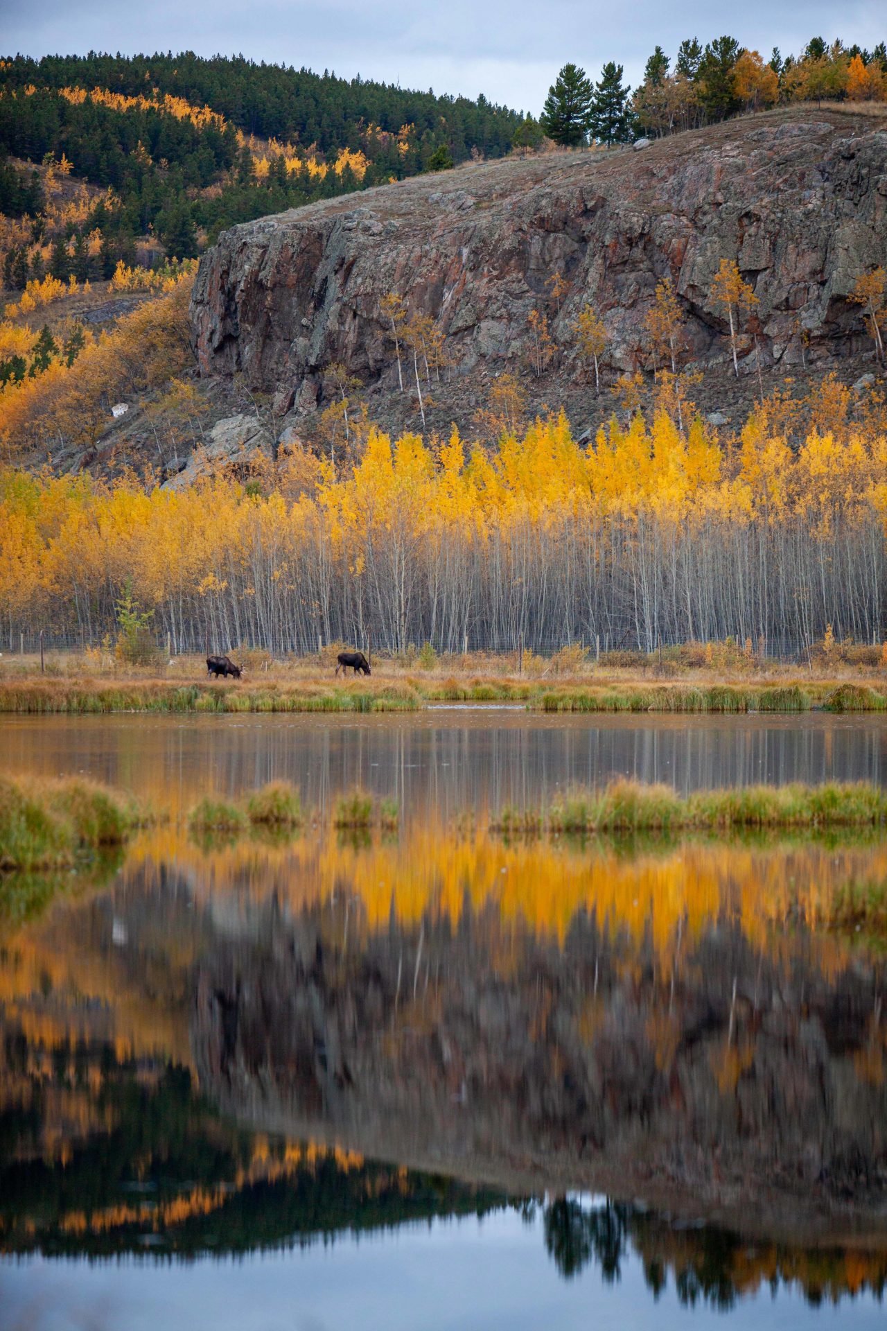 Fall In to Autumn - Yukon Wildlife Preserve