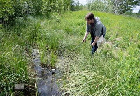 1 Mosquito, 2 Mosquito . . . - Yukon Wildlife Preserve