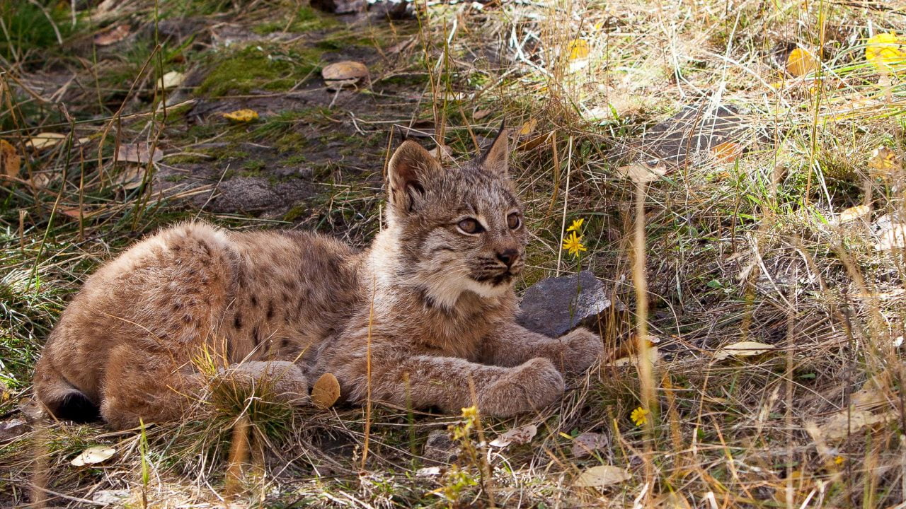 Love for the Lynx - Yukon Wildlife Preserve