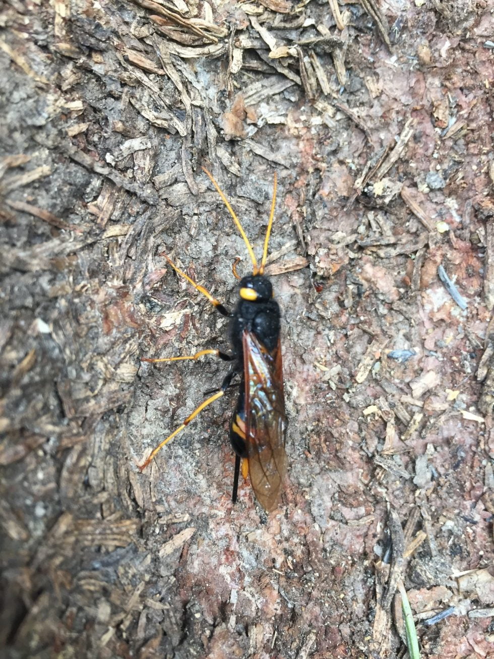 The Dangerous and the Benign: distinguishing between big scary bugs ...