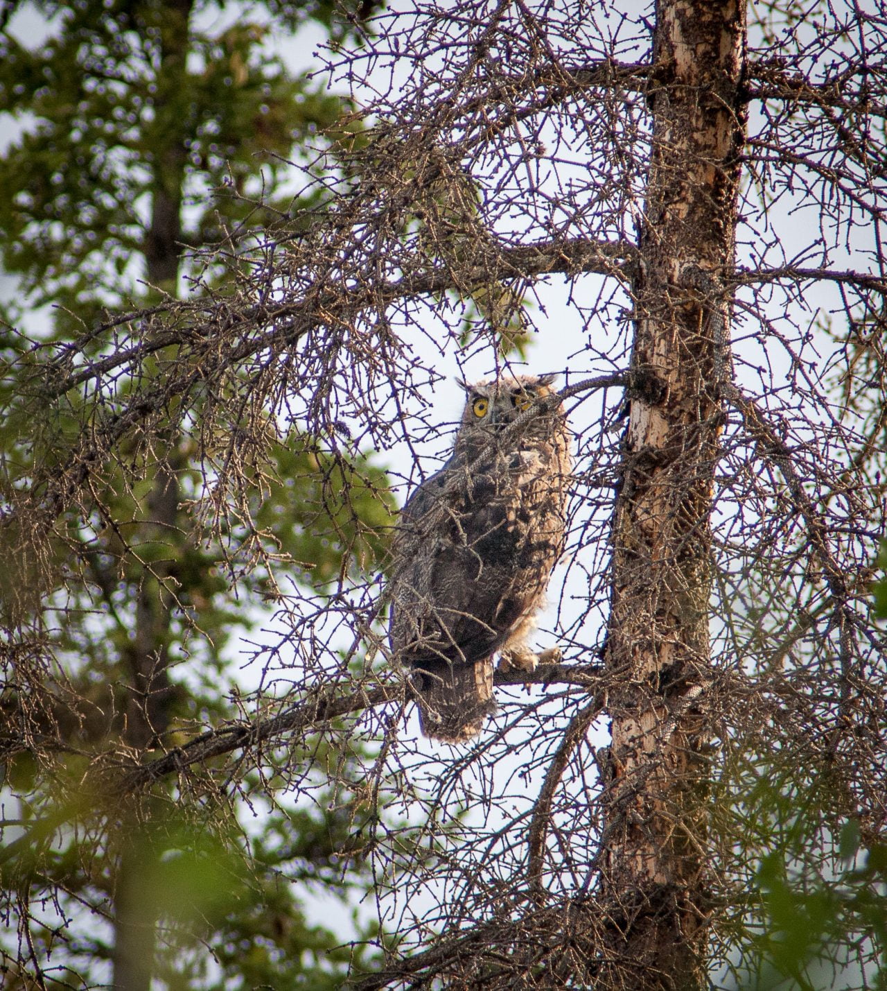 The Patience of a One-Eyed Owl - Yukon Wildlife Preserve
