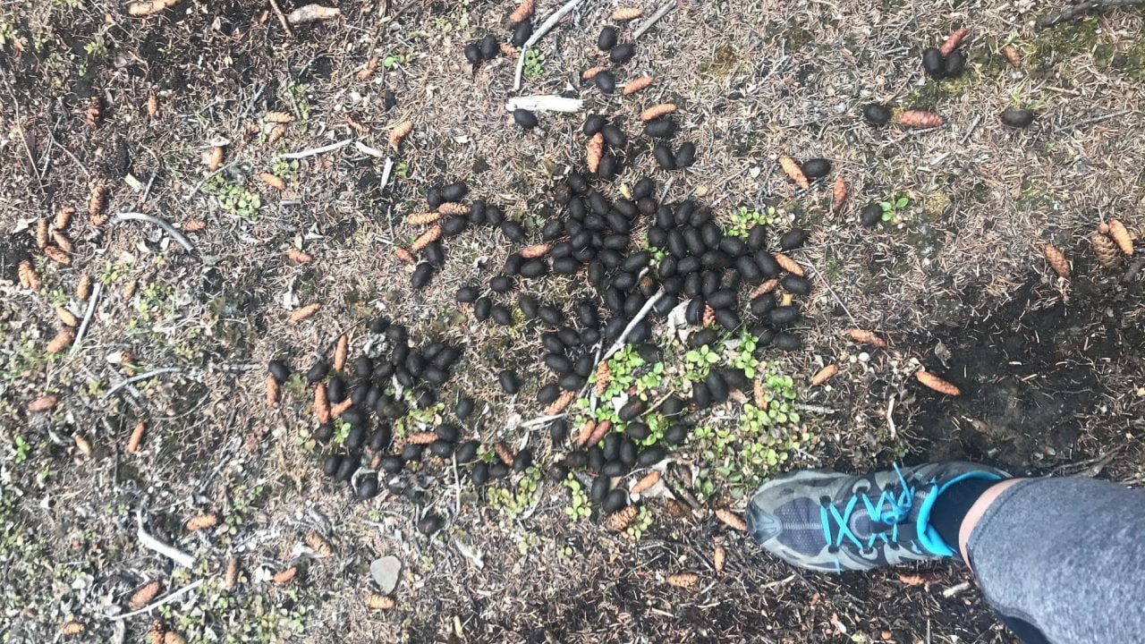 What's That Scat? - Yukon Wildlife Preserve