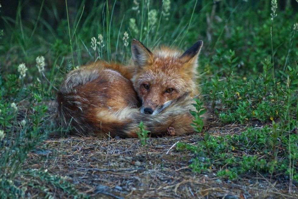 Why are red foxes so happy among us? - Yukon Wildlife Preserve